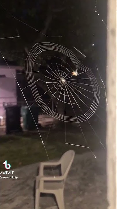 Spider making Spiderweb Timelapse (Satisfying) Tiktok - YouTube