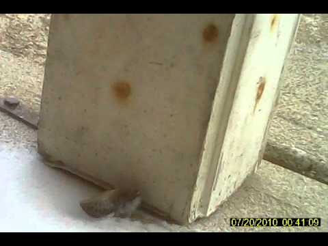 Slug vs Salt - YouTube