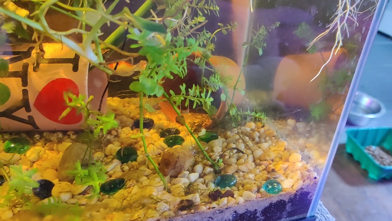 My Modified Plenum Aquarium - YouTube