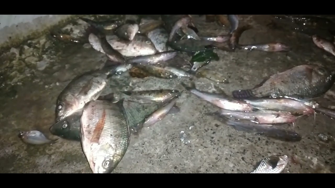 desi Nodir mass দেশি নদির মাছ 🐟🐟🐟🐟🐠🐠🐠🐠🐠🐠🐠🐟🐟🐟🐟🐟🐠🐠🐠🐠🐟🐟🐟🐟🐟🐟 - YouTube