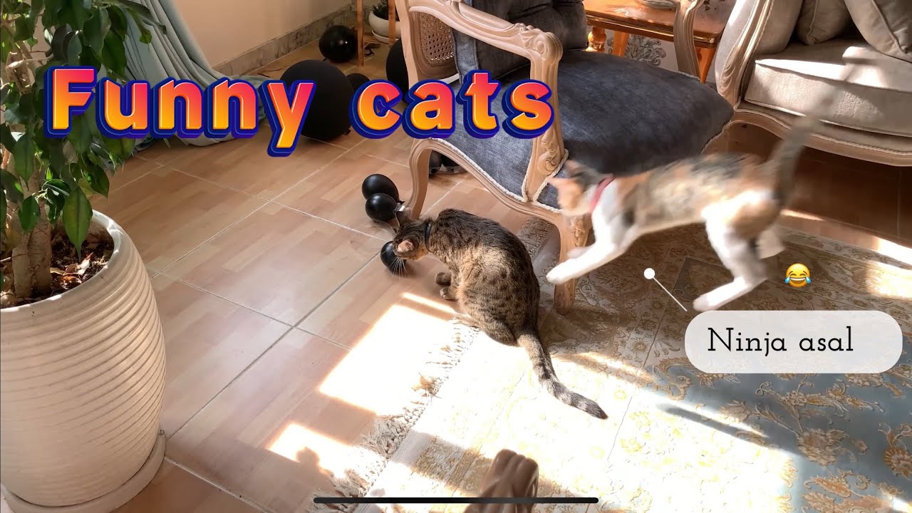whats going on inside they head😂 funny cats video🐈🐈‍⬛😈 - YouTube