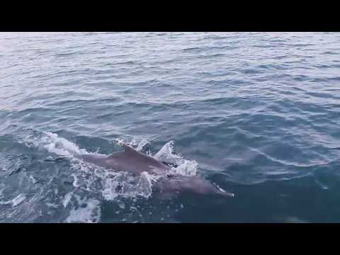 Delfine in einem Fjord im Oman 2017