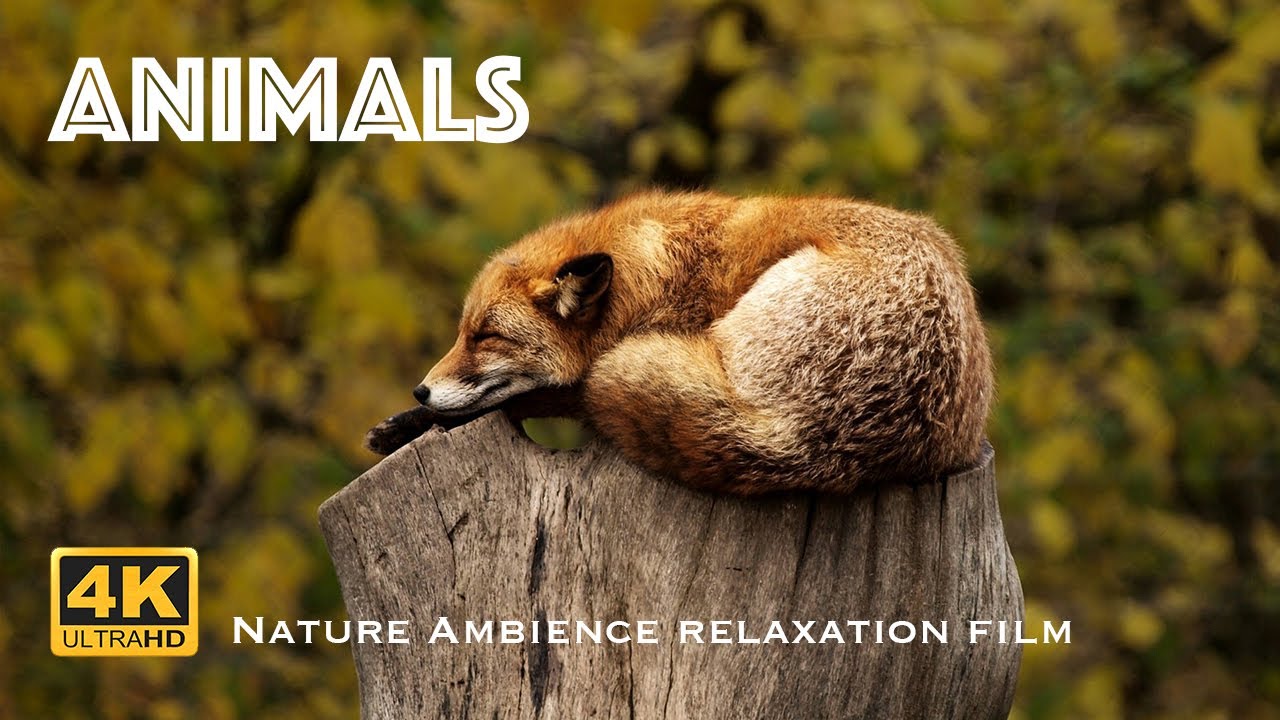 Healing Music Absolute Stress Relief Stop Anxiety Deep Sleep music ...