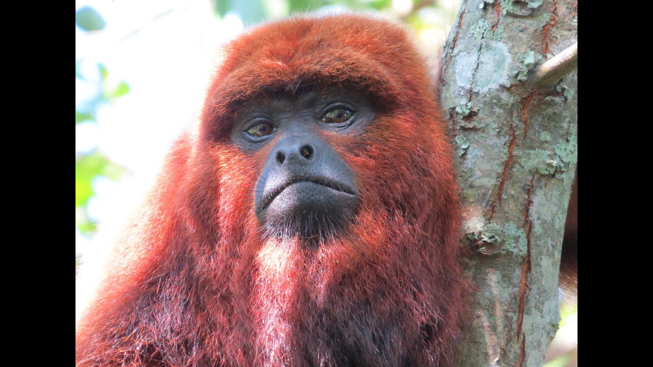 Bugio Ruivo Alouatta Guariba ZiCoAdventure - YouTube