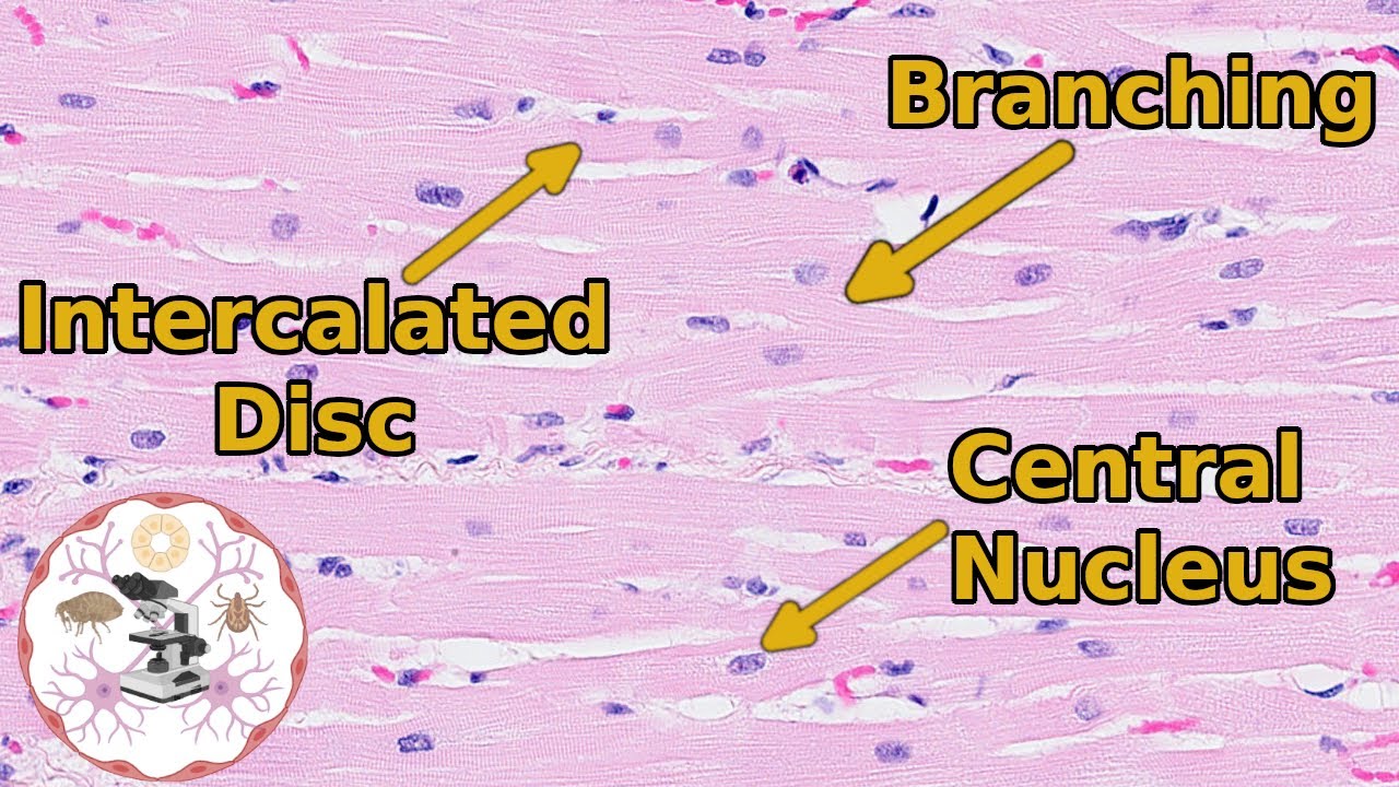 Heart Histology - Valve-uable Insights - YouTube