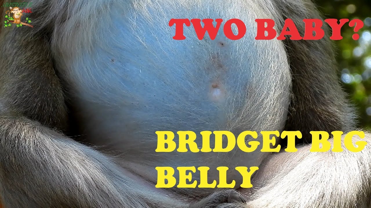 PITIFUL YOUNG MONKEY BRIDGET VERY BIG BELLY DIFFICULT FOR WALK ...