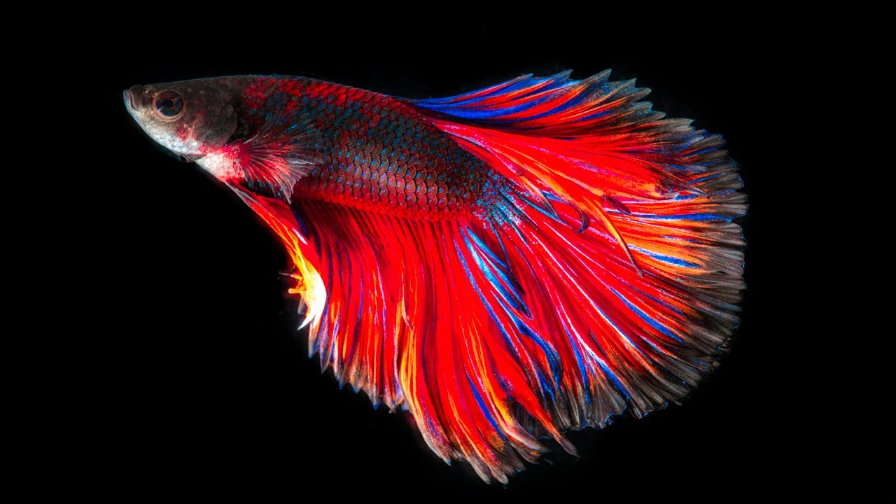 Amazing beautiful sea fishes in the world || 4k || Catch Fishing - YouTube