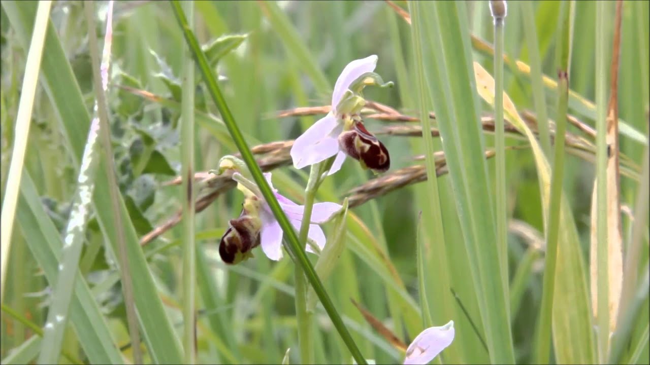Bee orchids at Askham Bog Nature Reserve - YouTube