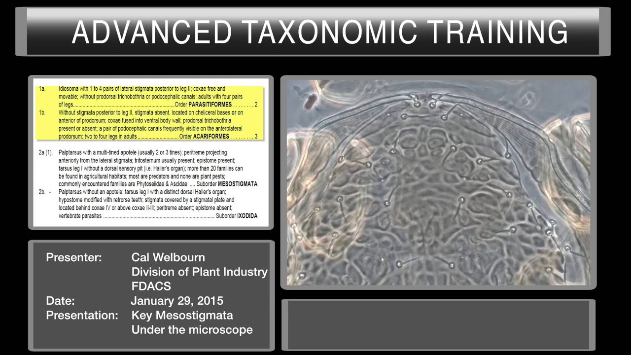 Key Mesostigmata Under the microscope - YouTube