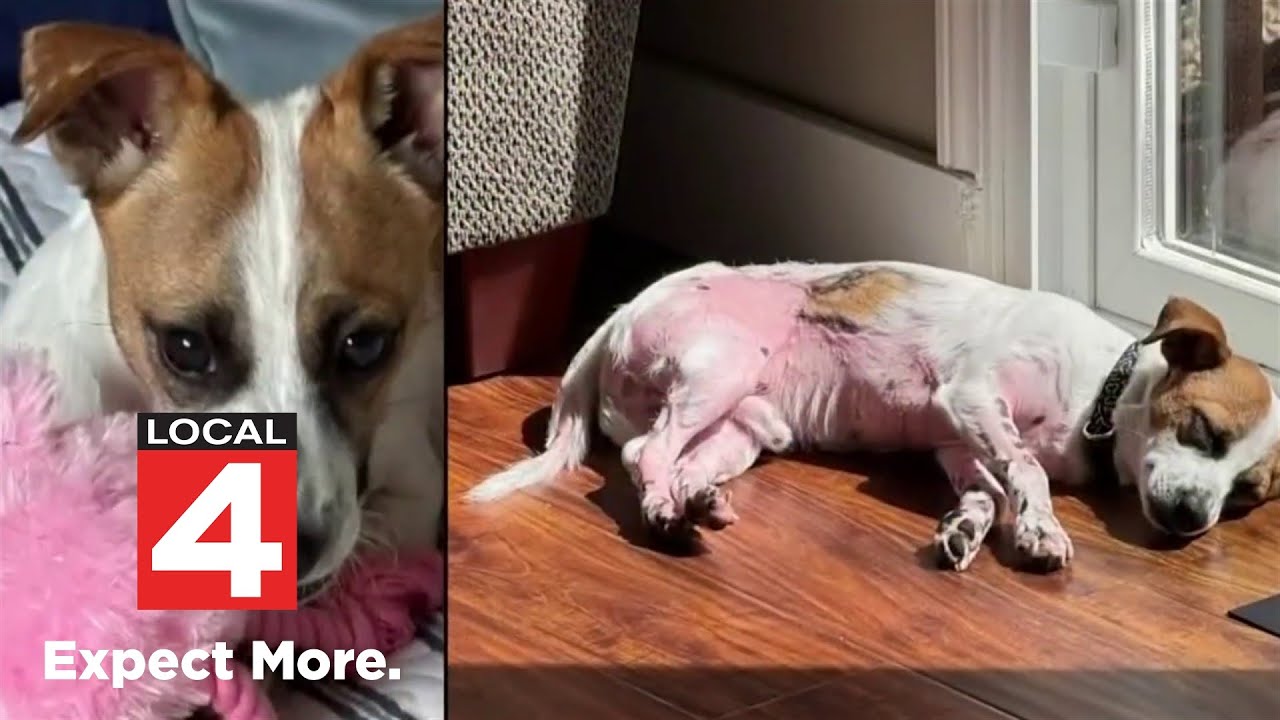 No charges in severe burn case of Detroit dog 'Gideon' - YouTube