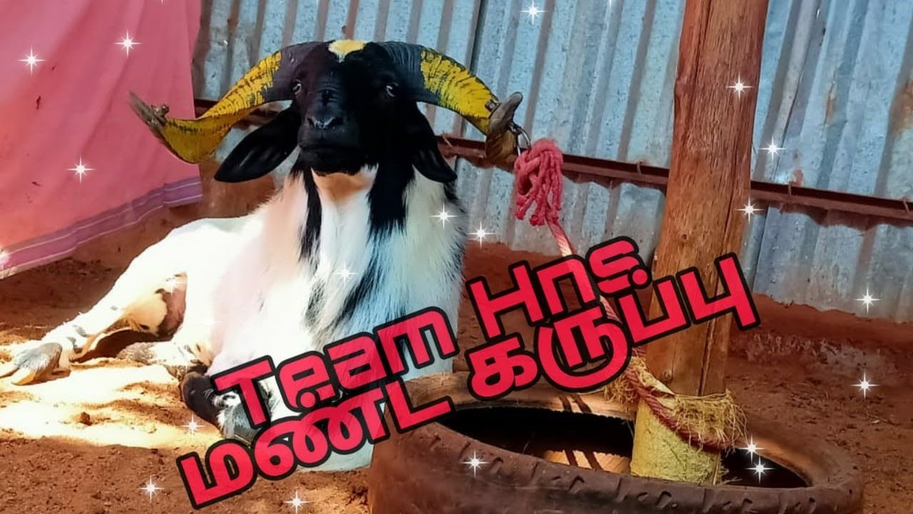 sanda keda | மண்ட கருப்பு | கிடா | manda karuppu | #TEAMHNS | - YouTube