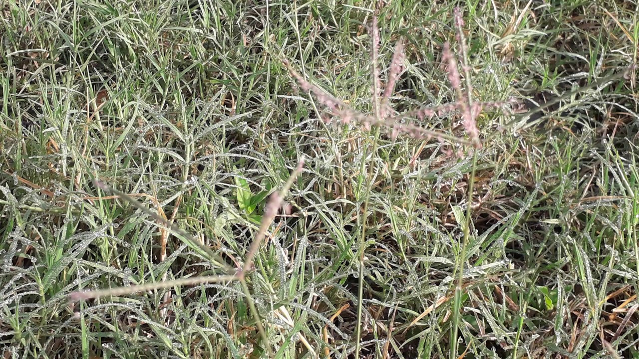 Grass and its inflorescence - YouTube