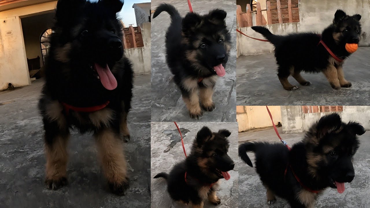 German shepherd dog puppies playing | German shepherd puppy training ...