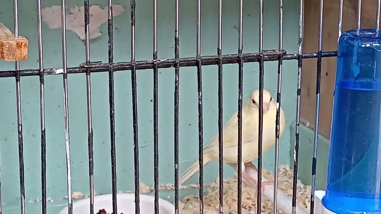 young red eyed canary hens. lutino cock mule seed eggs singing switty ...