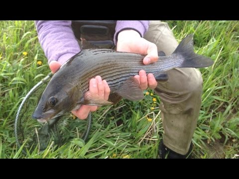 Big River Clyde Grayling - YouTube