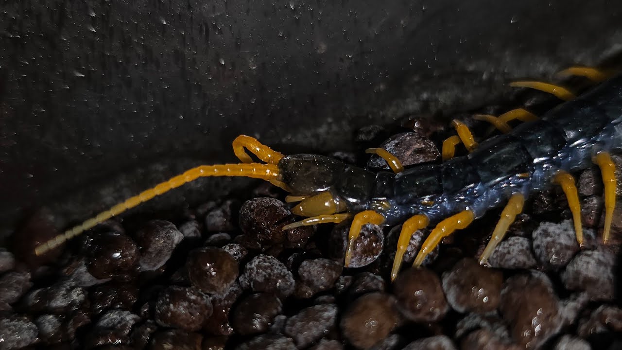 카타락타센티페드 カタラクタオオムカデ Scolopendra cataracta - YouTube