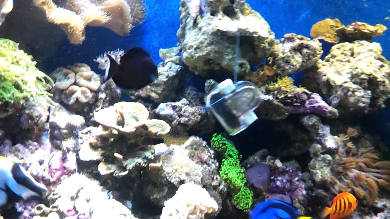 Vampire tang 'David' morning - YouTube