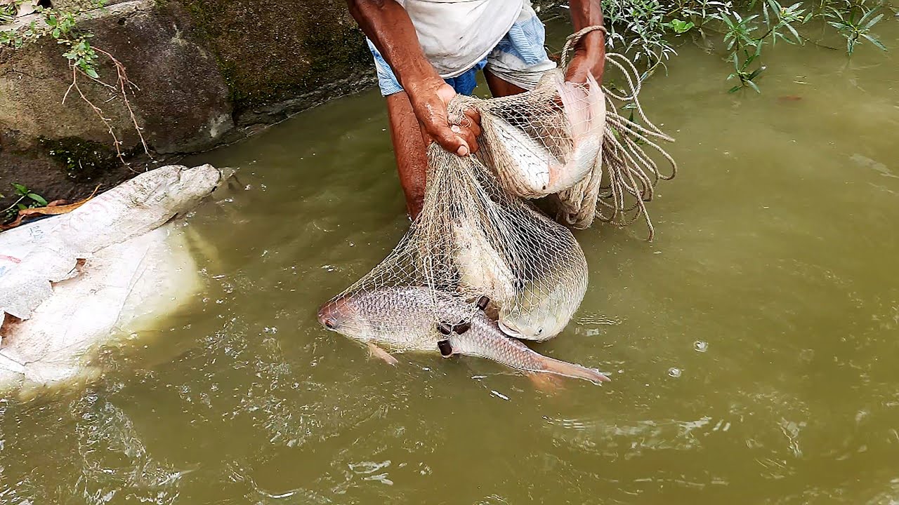 Big rou Big Grass carp fish by cast net-Excellent Fishing In village ...