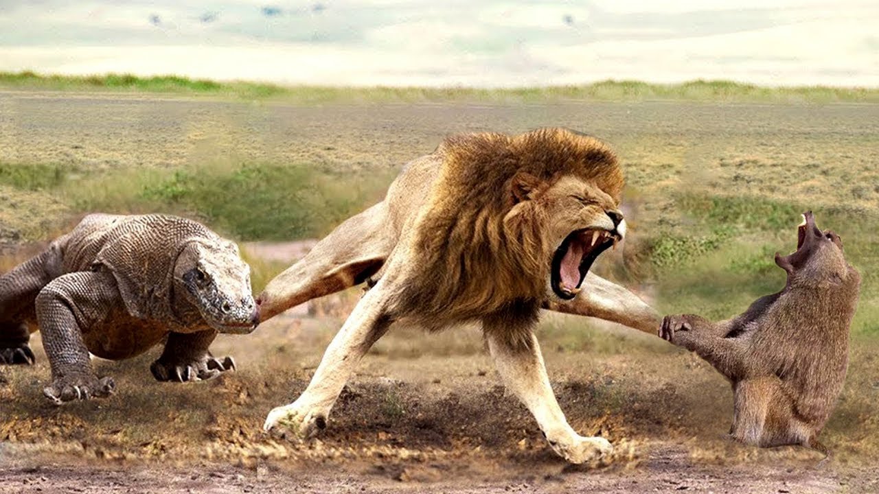 The Best Battles Of The Animal World - Harsh Life of Wild Animals, Lion ...