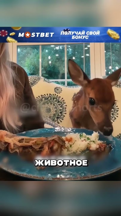 Шокирующий исход спасения олененка😦🔥🦌 Youtube