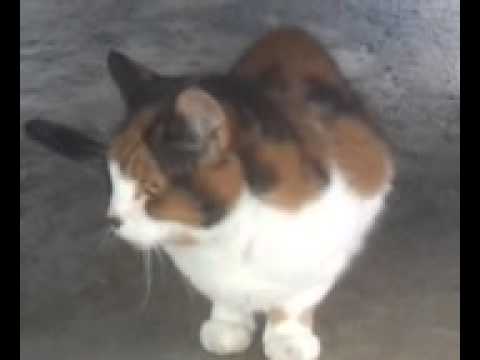 Tater the Cat Part 15 - YouTube