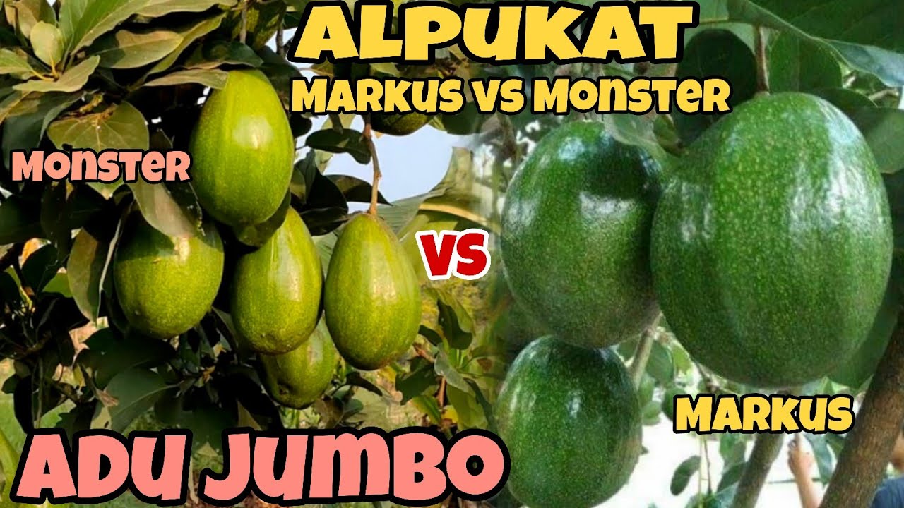 Kelebihan dan Kekurangan Alpukat Markus VS Monster Jumbo - YouTube