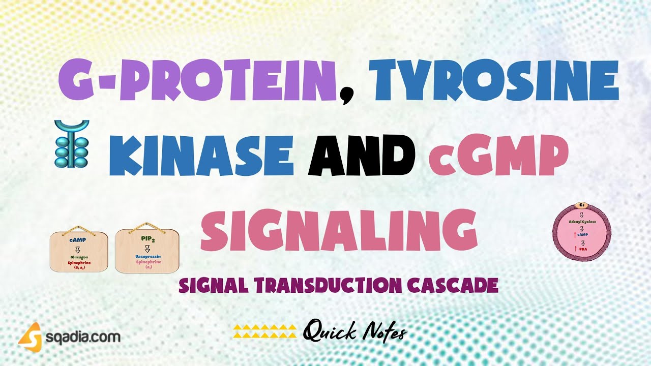 Signal Transduction Cascade - G-Protein, Tyrosine kinase and cGMP ...