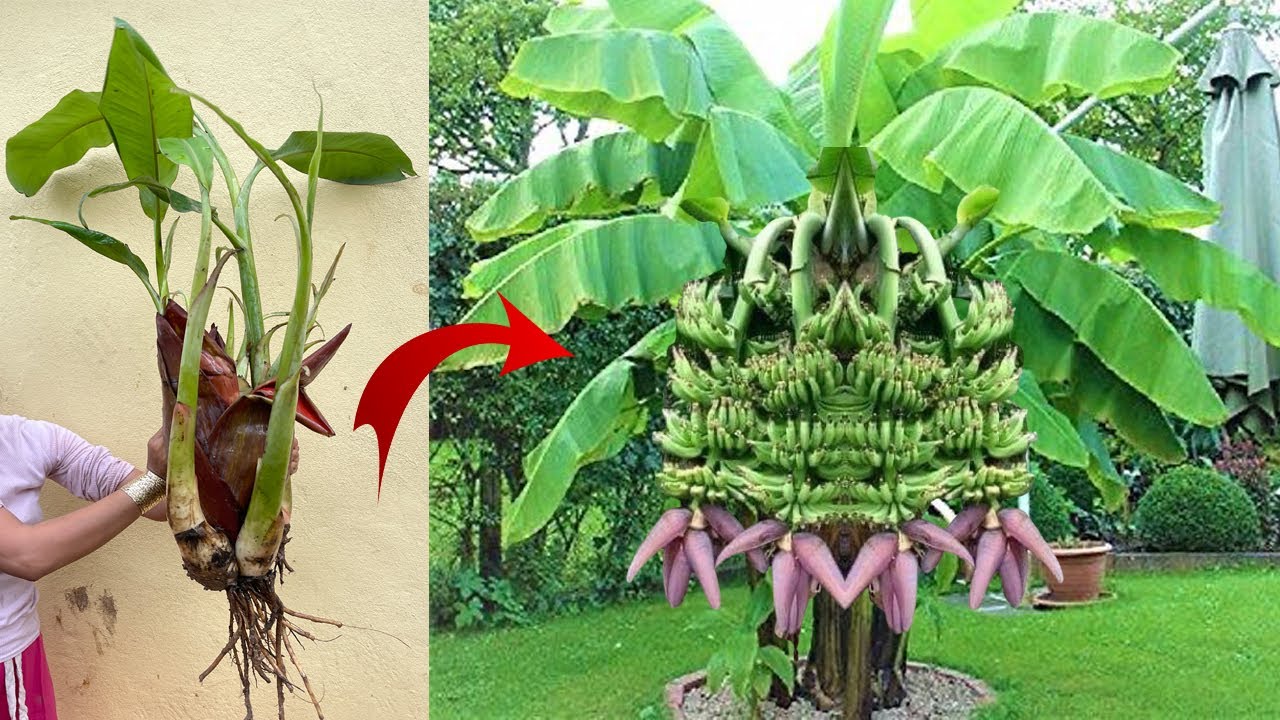 Unique Skill: How to Grow Banana flower with Watermelon to bears much ...