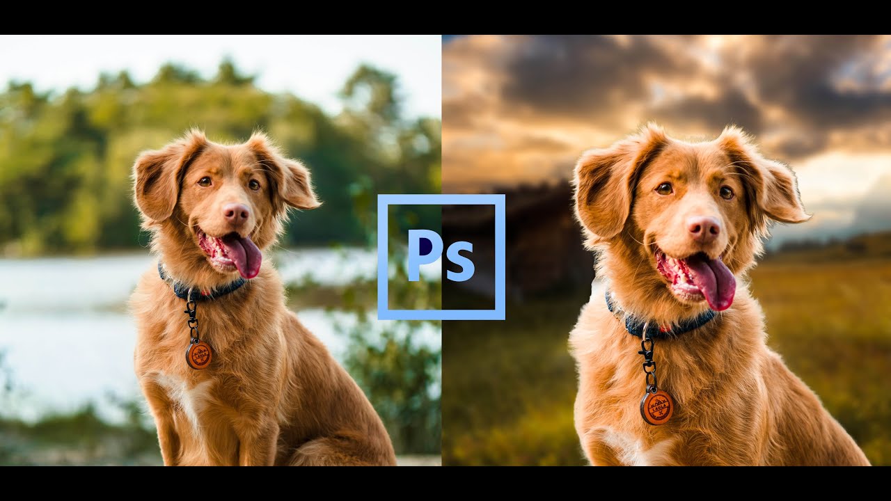 Instantly Remove the Background | Perfect dog hair selection ...