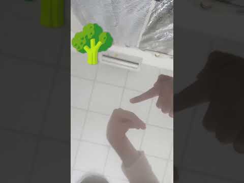 No habujer it brocori - YouTube