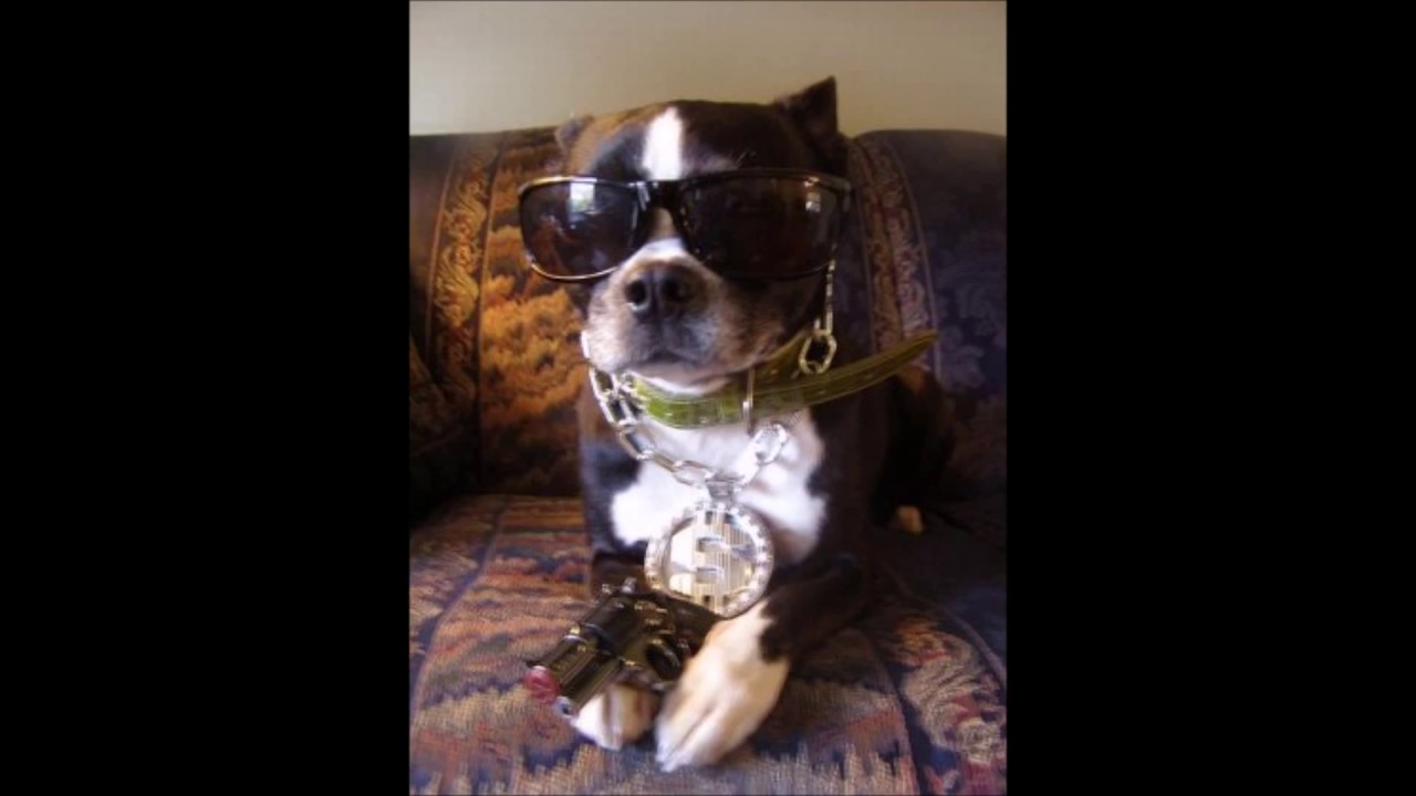 BEST Gangster Rapper Dogs - YouTube