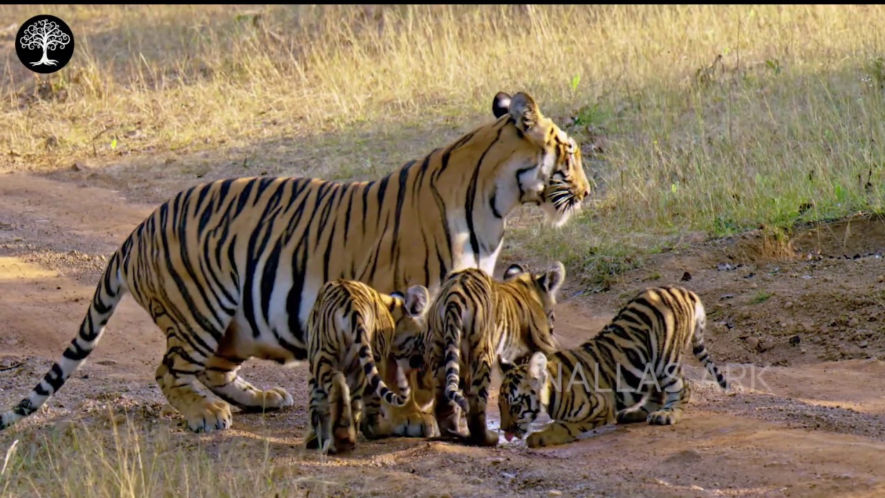 HAPPY MOTHERS DAY | Tigress with 4 Cubs | 100 Ways to Film a Tiger ...