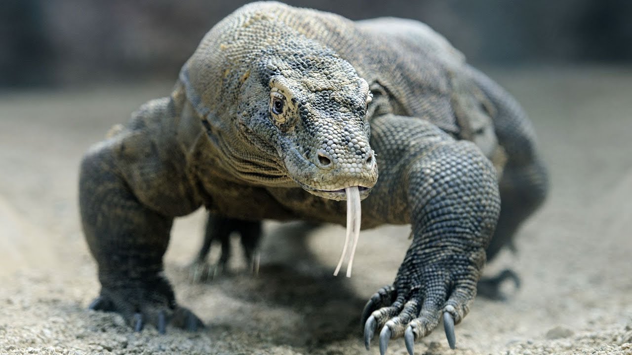KOMODO EJDERİ SESİ (KOMODO DRAGON VOICE) - YouTube