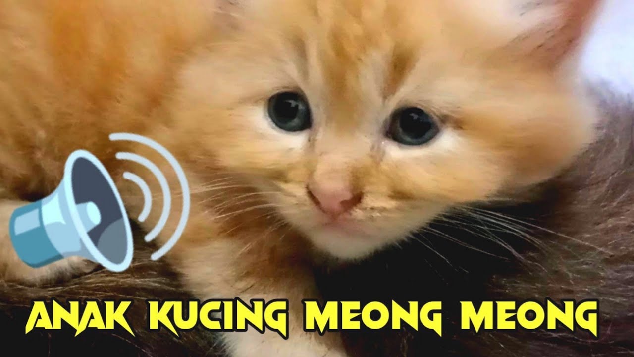 SUARA ANAK KUCING MEMANGGIL INDUKNYA||SUARA ANAK KUCING MEONG MEONG ...