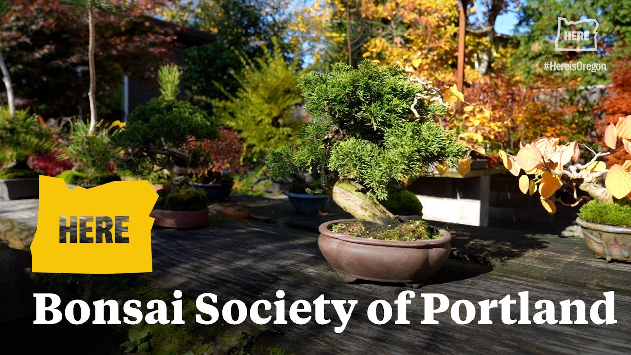 Portland is home to one of the country's oldest bonsai clubs - YouTube