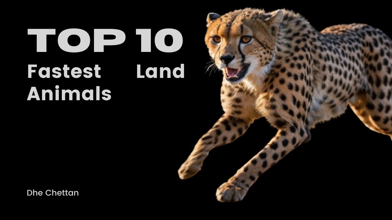 🔥 Ultimate Speedsters: Top 10 Fastest Land Animals Revealed!🔥 - YouTube