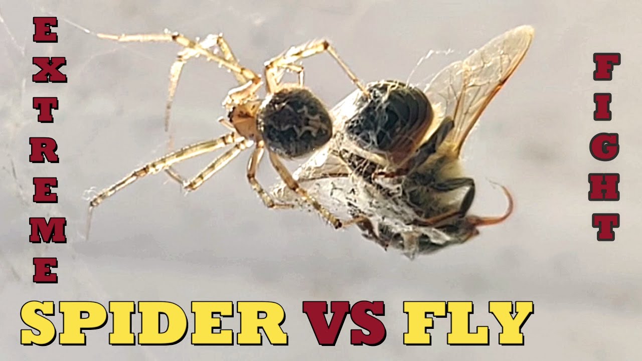 Spider vs Fly | Catches in its trap, attacks and eats prey cruelly | HD ...