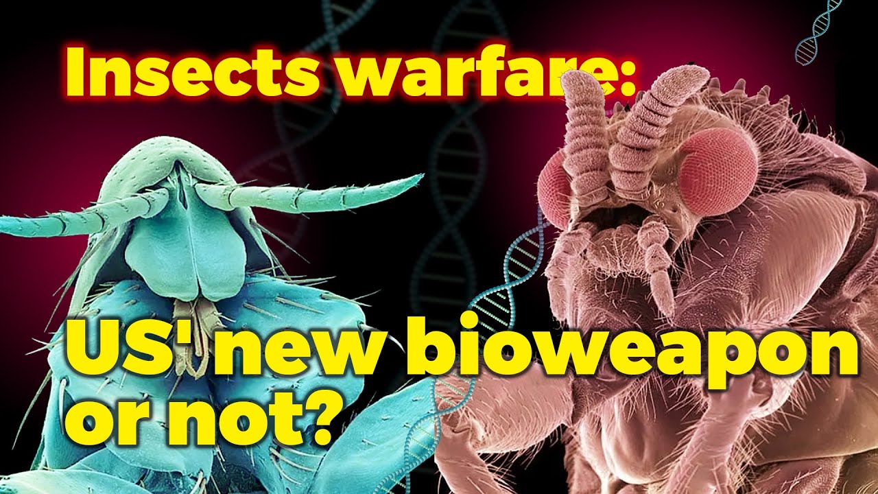 Insects warfare: US' new bioweapon or not? - YouTube