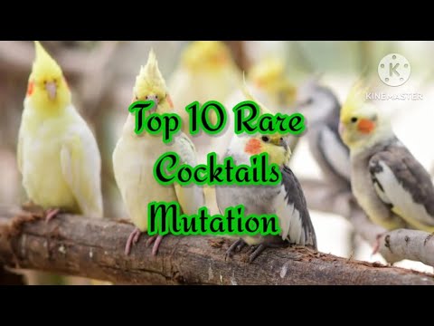 Top 10 Rare and beautiful cockatiels Mutation | #youtube - YouTube
