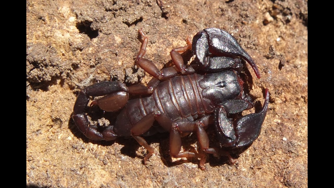 Euscorpius sp. - Scorpion / Skorpion - YouTube