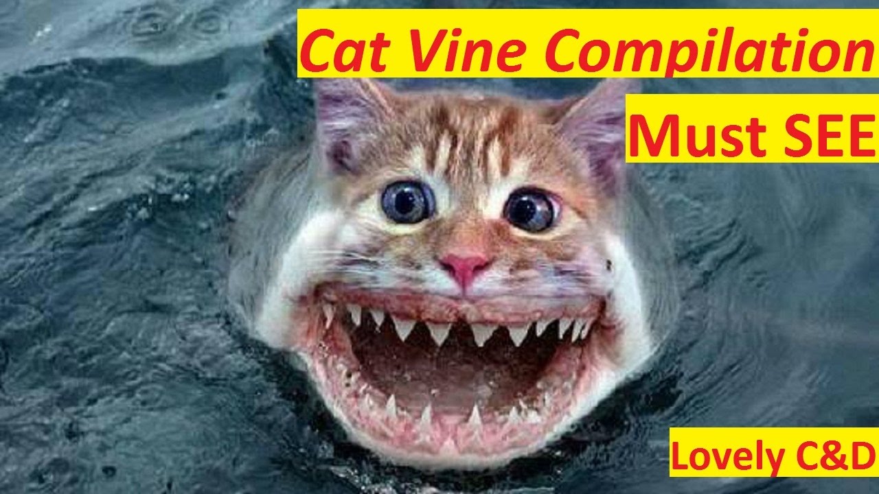Ultimate Cat Fun Compilation 2017 | Cute Cats Doing Funny Things ...