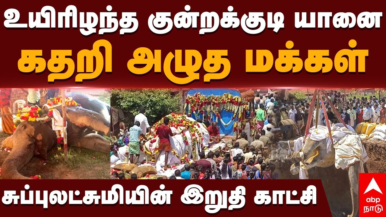 Elephant Subbulakshmi | உயிரிழந்த குன்றக்குடி யானை! கதறி அழுத மக்கள் ...