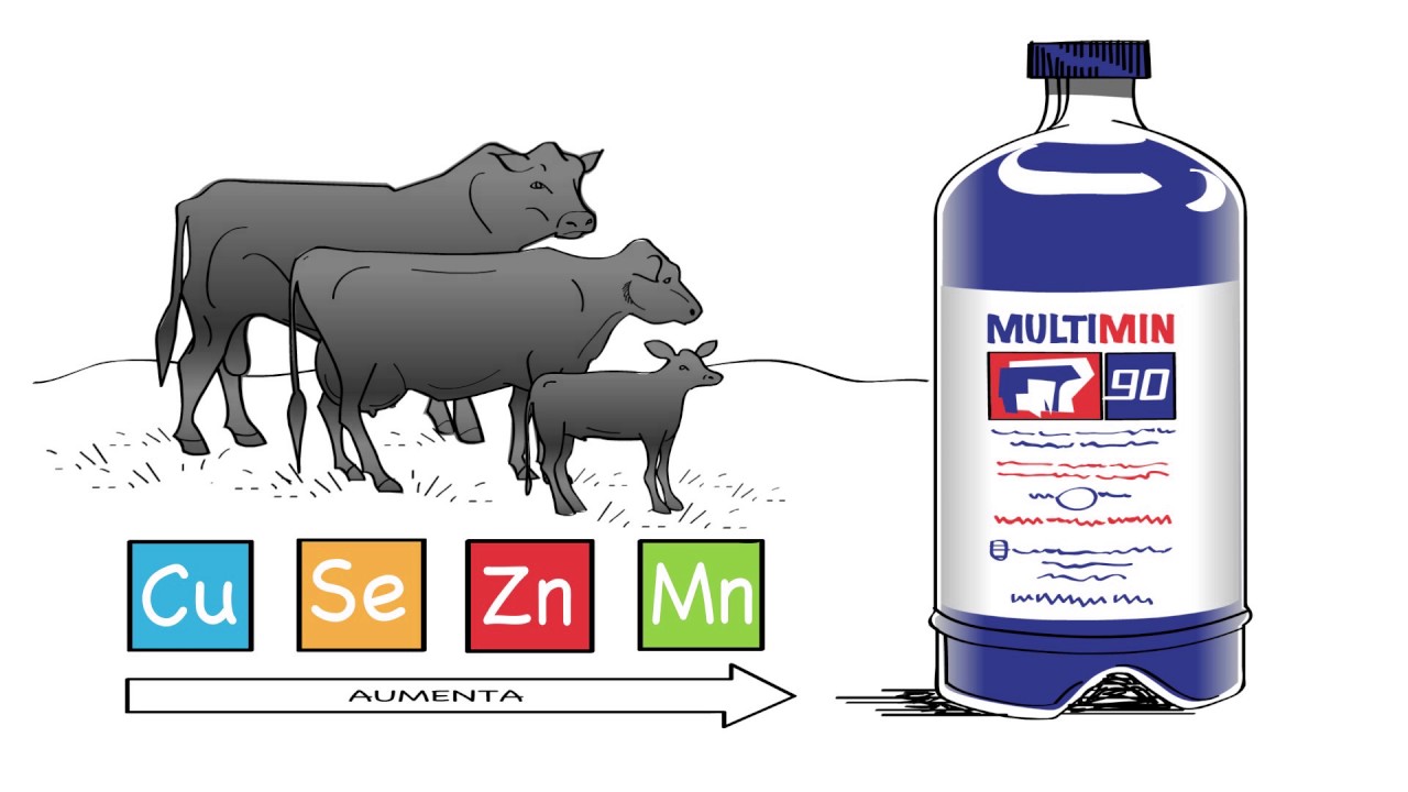 Multimin 90 Mejora la Inmunidad en los Bovinos - YouTube