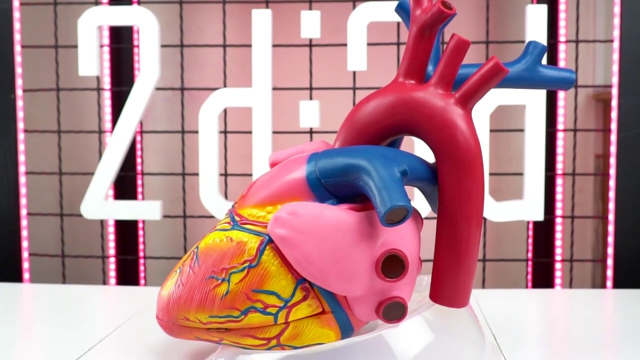 Модель Серце людини - анатомічна розбірна модель будови серця - YouTube