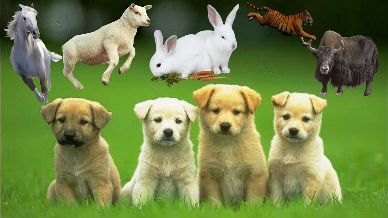 Tiger,Dog,Deer, Rabbits,Yak,Horse, Lamb Animal Legends||Cute Animals ...