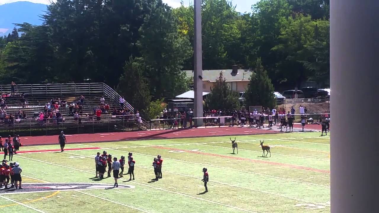 Deer on the Pop Warner football field! - YouTube