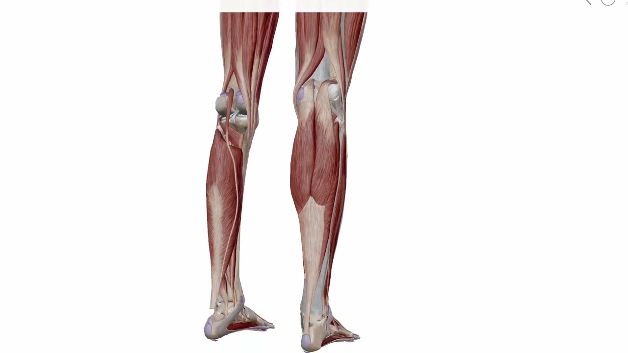 Anatomía del Gastrocnemio (Todas sus características) - YouTube