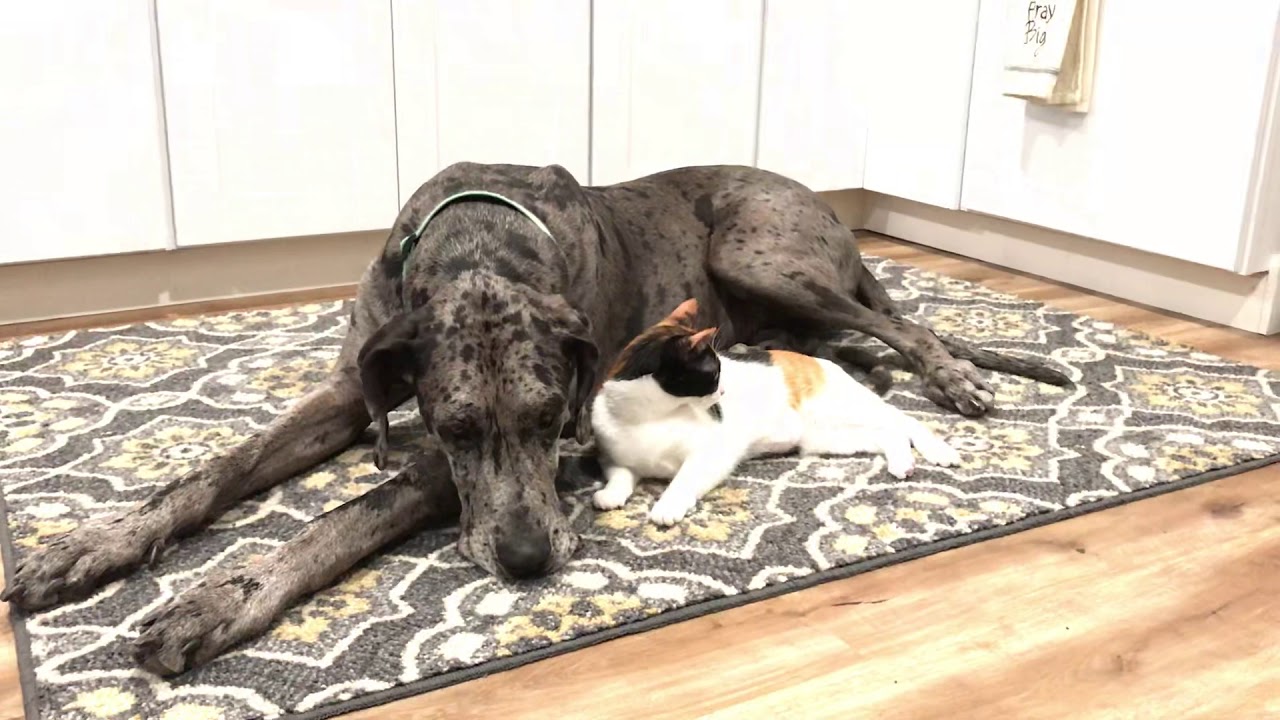 Great Dane foster mom to kitten - YouTube
