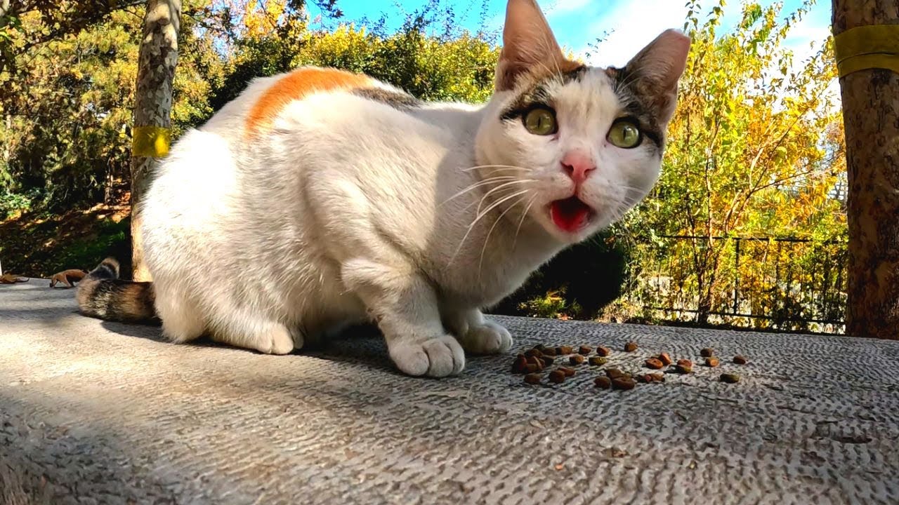 Cute Hungry Cat Meows for A Meal and Attention - He is Very Cute - YouTube