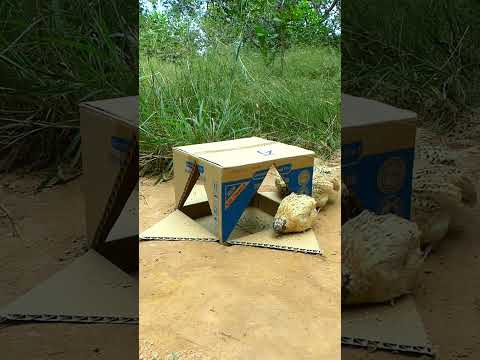 Quail Trap Make From Cardboard Box #shorts
